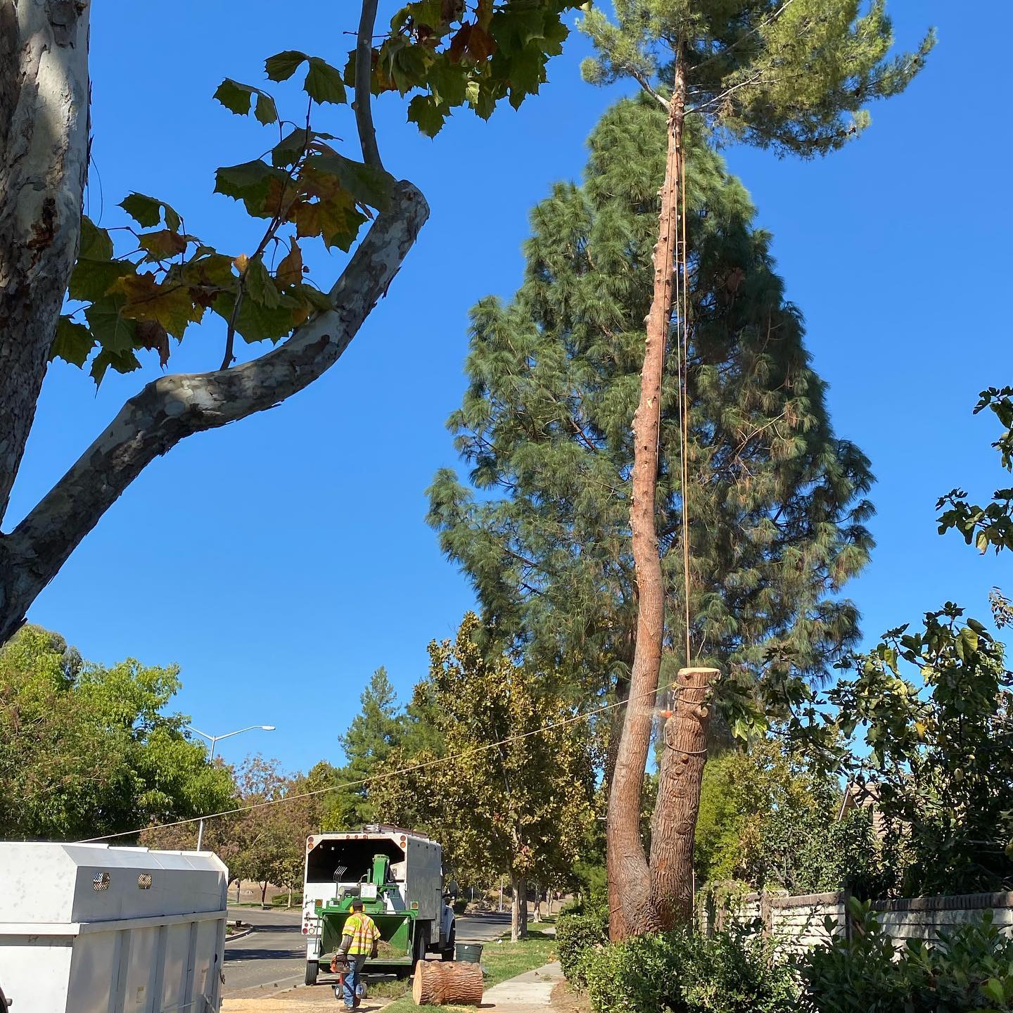 Tree Appraisal – Stewarts Tree Service